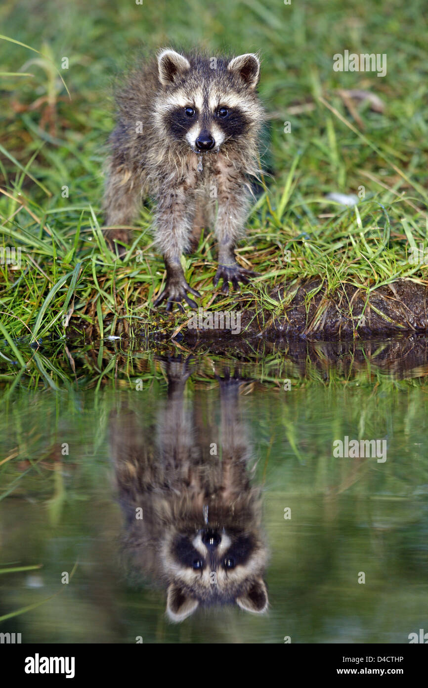 A young racoon stretches its paws as he sits in front of a strech of ...