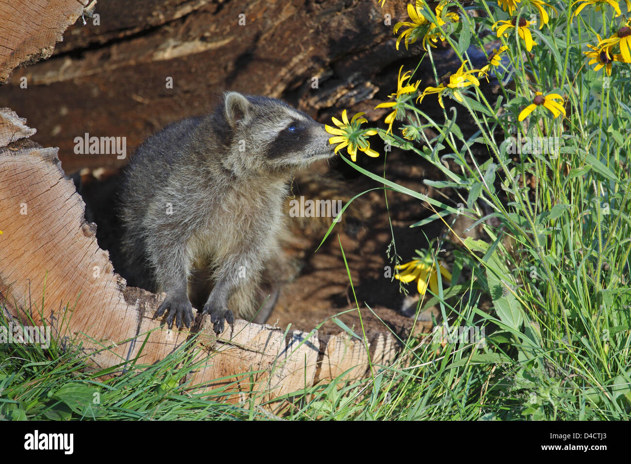 A young racoon sniffs a flower as it sits in a hollow trunk at the ...