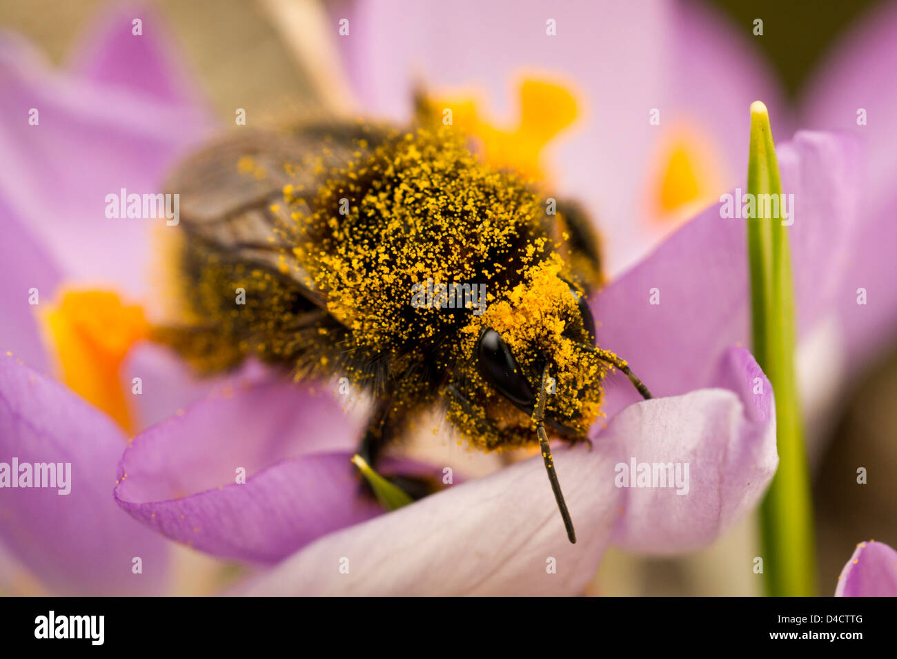 Bumble bee covered in Pollen in a Crocus Stock Photo - Alamy