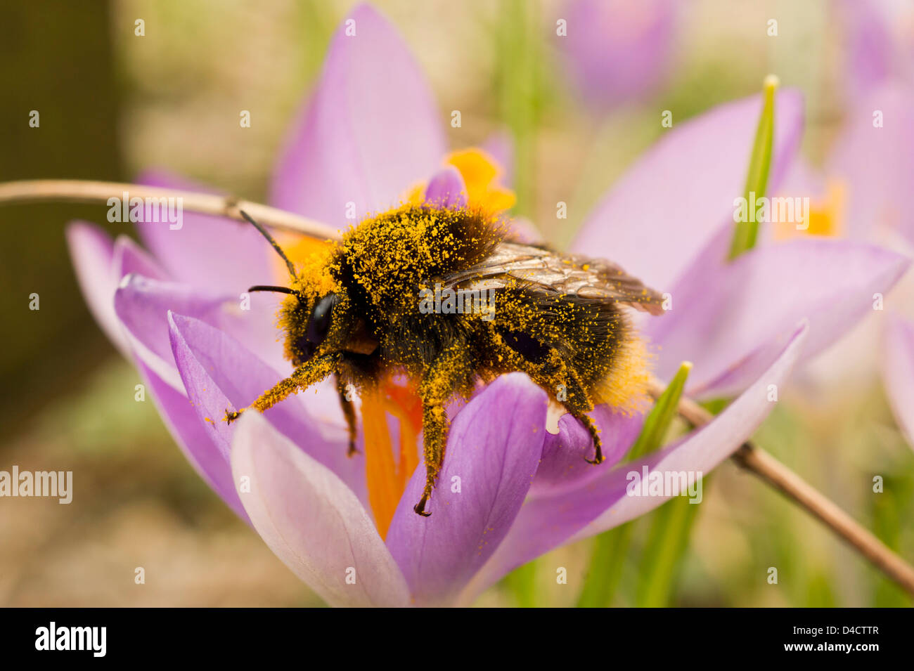 Bumble bee pollen hi-res stock photography and images - Alamy