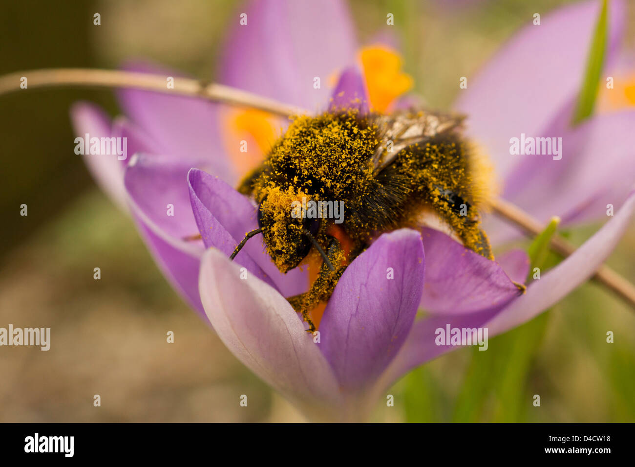 Bumble bee covered in pollen hi-res stock photography and images - Alamy