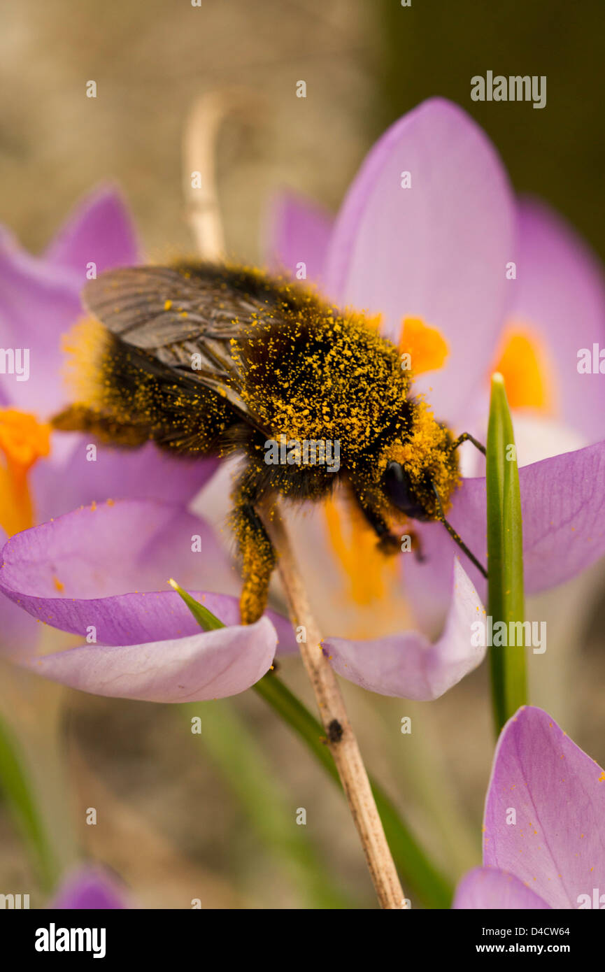 Bumble bee pollen hi-res stock photography and images - Alamy