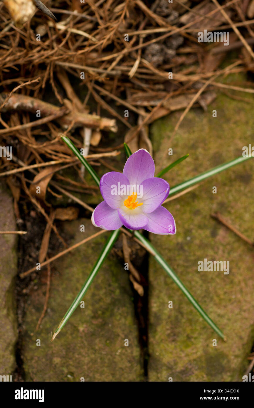 Single crocus flower between the pavement Stock Photo - Alamy