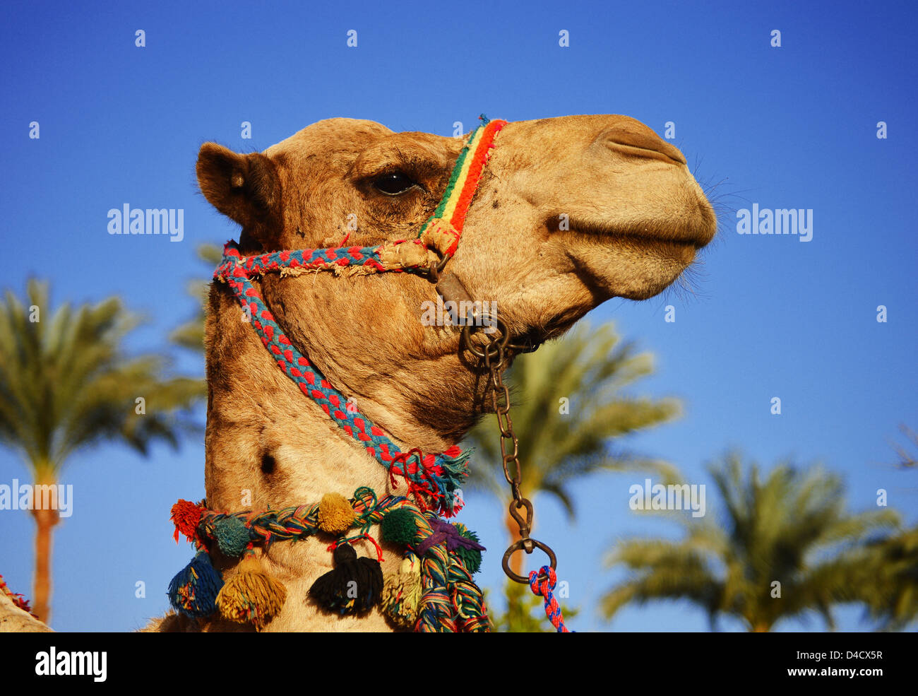 Egypt sharm el sheikh camel hi-res stock photography and images - Alamy