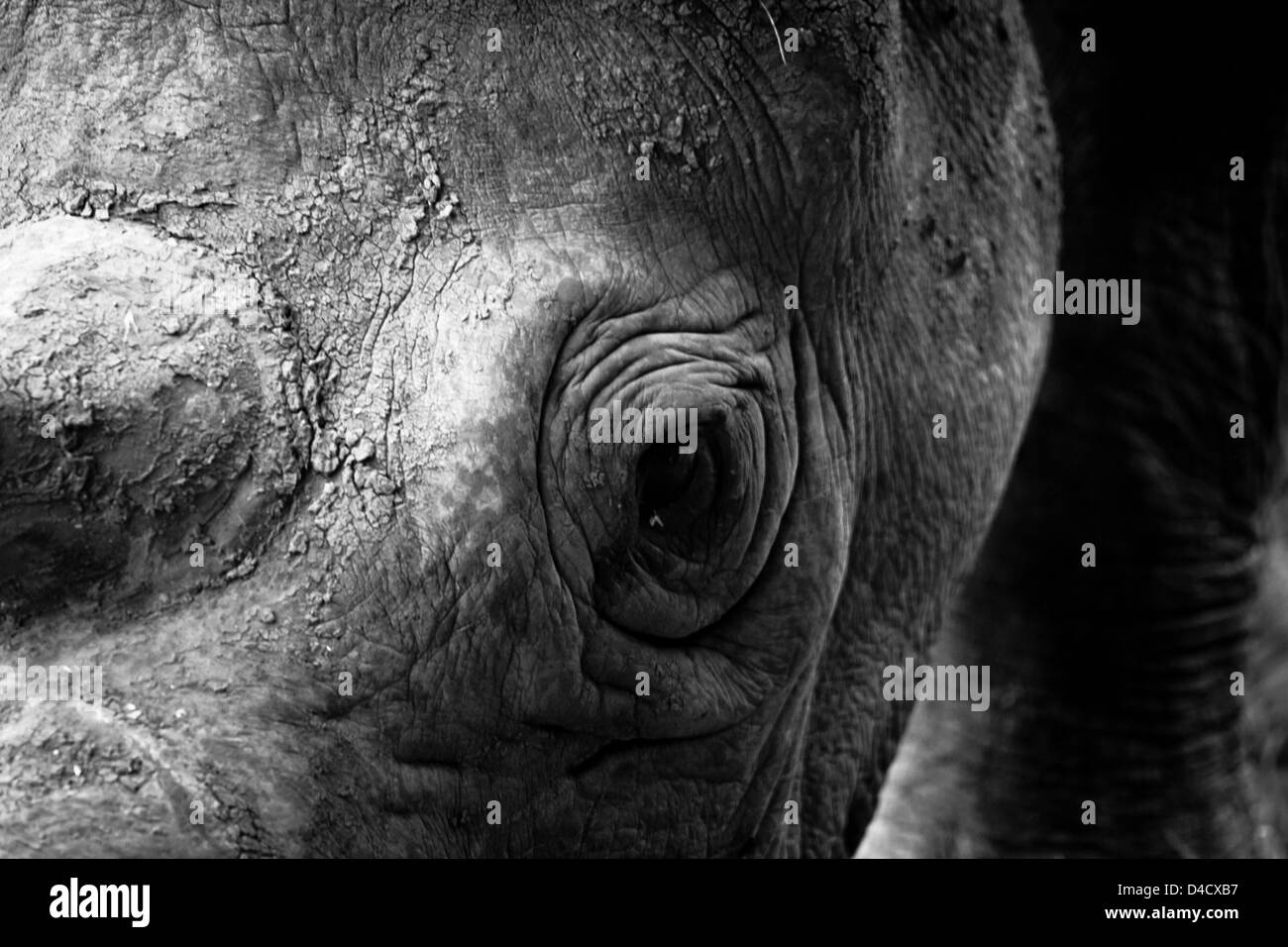 Eye of a Rhinoceros Stock Photo - Alamy