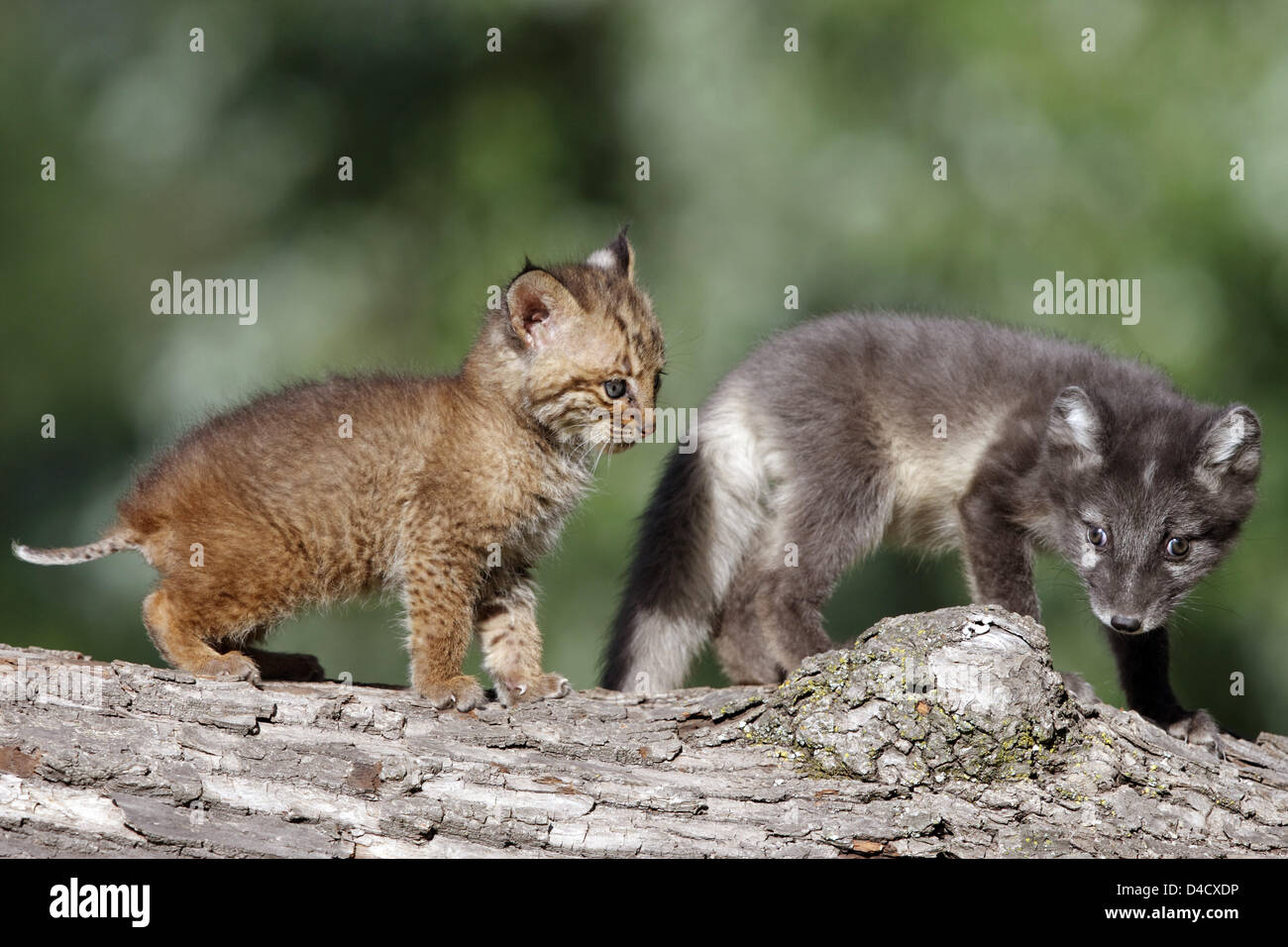 A young bobcat (L) (Felis rufa) and a young artic fox (Alopex lagopus ...