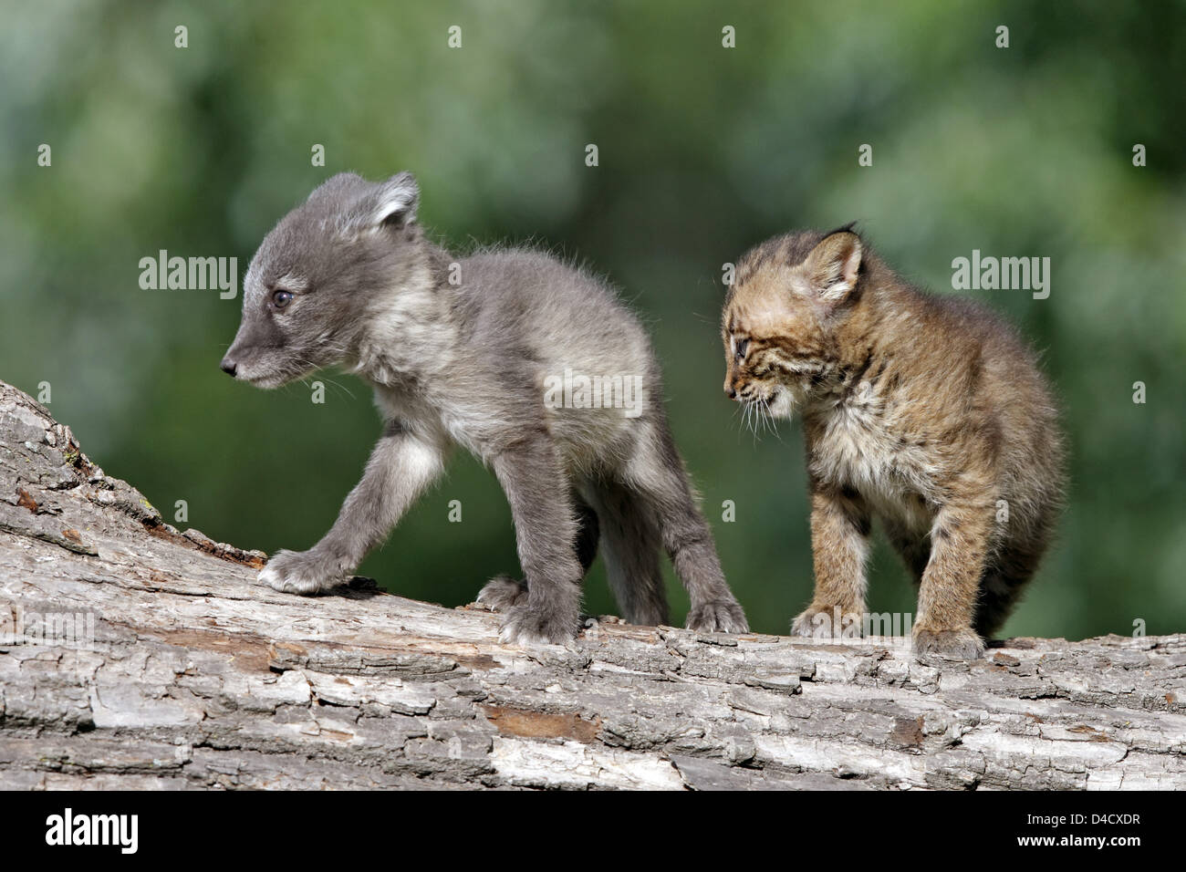 A young bobcat (R) (Felis rufa) and a young artic fox (Alopex lagopus ...