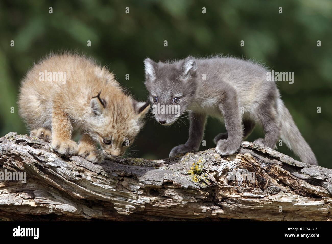 A young bobcat (C) (Felis rufa) and a young artic fox (Alopex lagopus ...