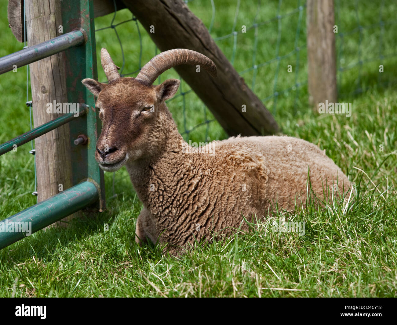 Rare breed sheep farm uk hi-res stock photography and images - Alamy
