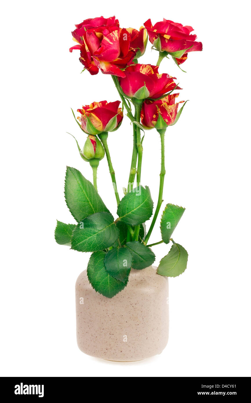 minimalistic bouquet number 23 - seven mini red roses in ceramic pot ...