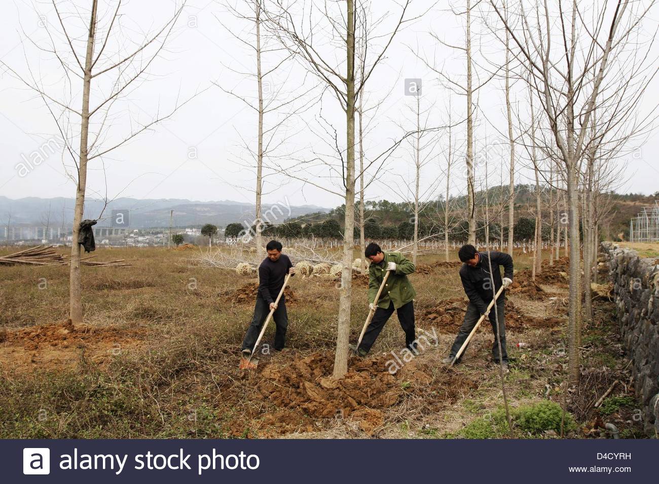 Planting Trees China Stock Photos & Planting Trees China Stock Images ...