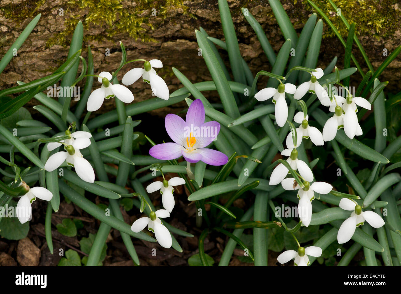 Snowdrops and crocus flowers Stock Photo - Alamy