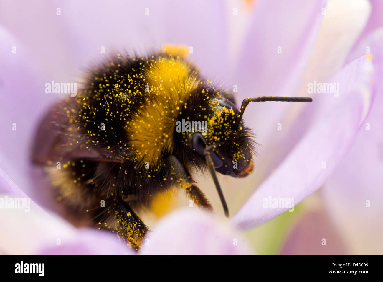 Bee resting hi-res stock photography and images - Alamy