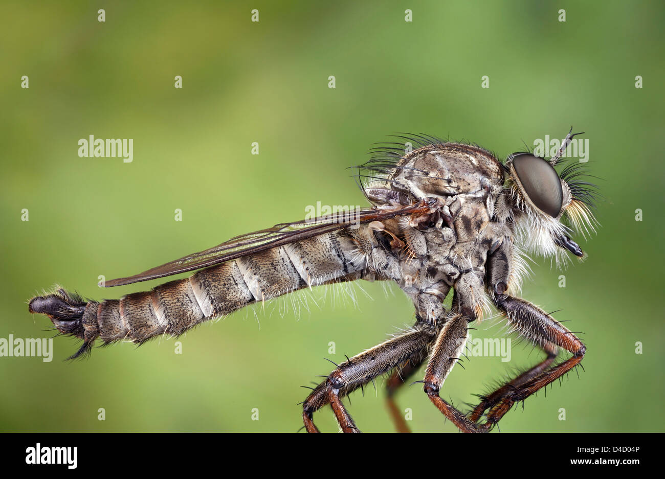 Common robber fly (Tolmerus atricapillus), extreme close-up Stock Photo ...