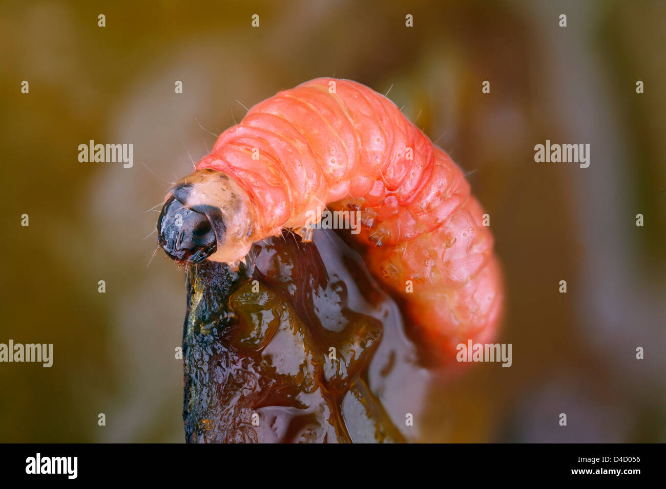 Larva of a Plum Fruit Moth (Grapholita funebrana), extreme close-up ...