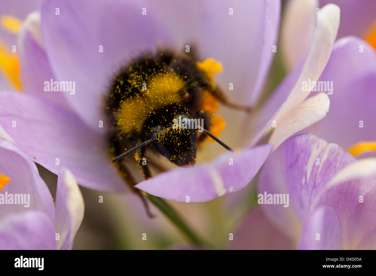 Crocus genus hi-res stock photography and images - Alamy