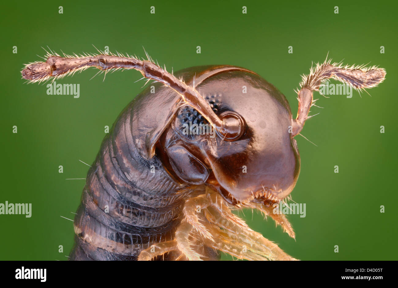 Millipede Head Stock Photos & Millipede Head Stock Images - Alamy