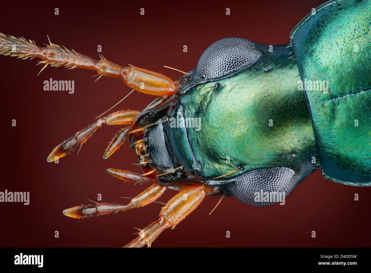 Head of a ground beetle Anchomenus dorsalis, extreme close-up Stock ...