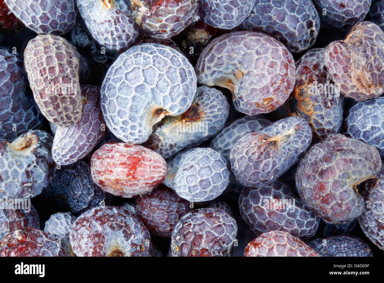 Poppy seeds, extreme close-up Stock Photo - Alamy
