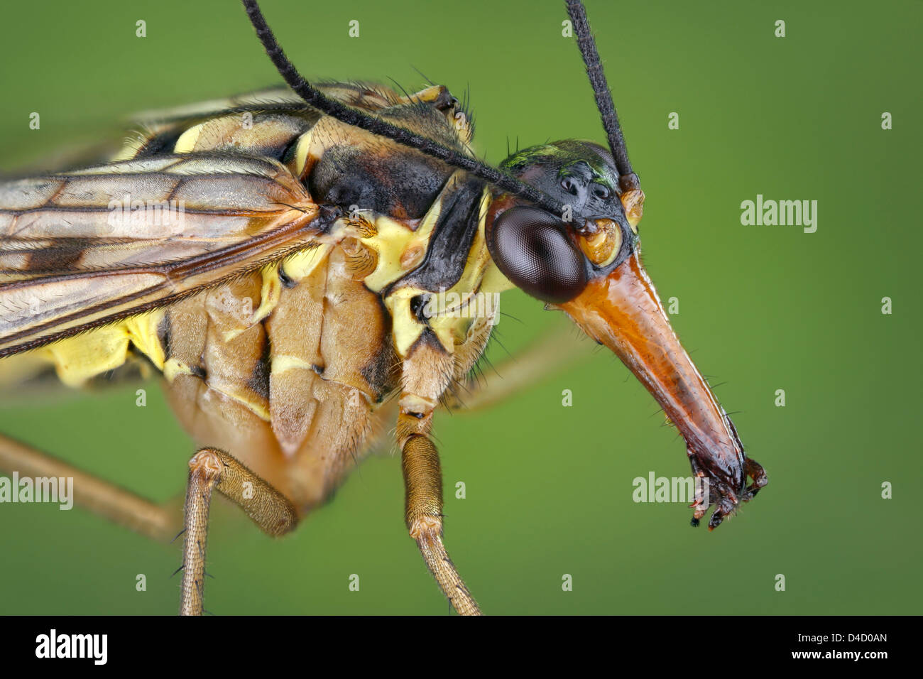 Scorpionfly common hi-res stock photography and images - Alamy