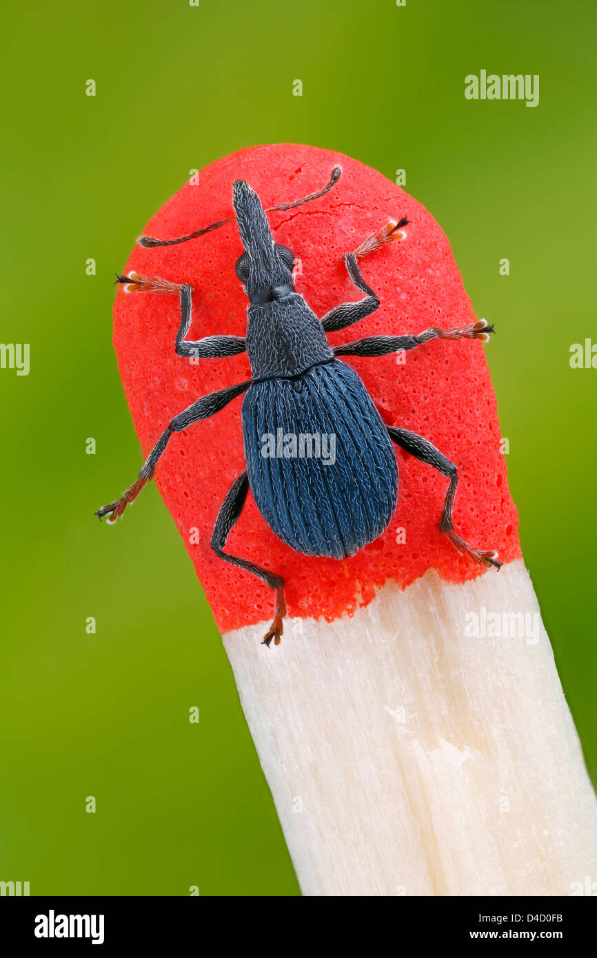 Small size weevil hi-res stock photography and images - Alamy