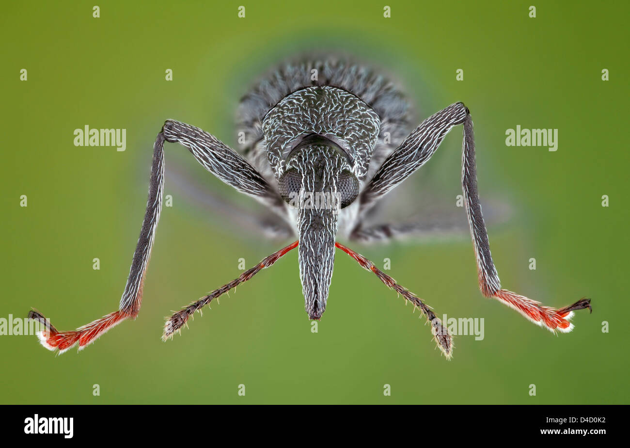 Head of a weevil Oxystoma ochropus, extreme close-up Stock Photo - Alamy