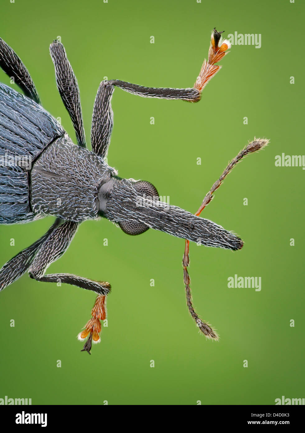Weevil Oxystoma Ochropus High Resolution Stock Photography and Images ...