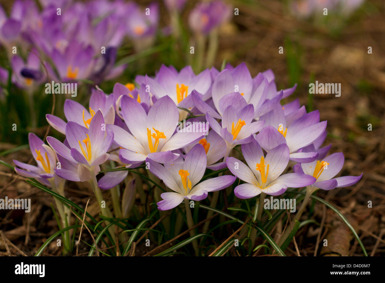 Group of purple Crocus Flowers Stock Photo - Alamy