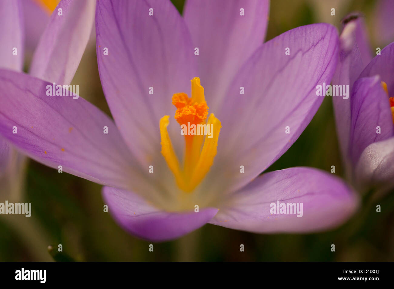 One Single crocus Flower Stock Photo - Alamy