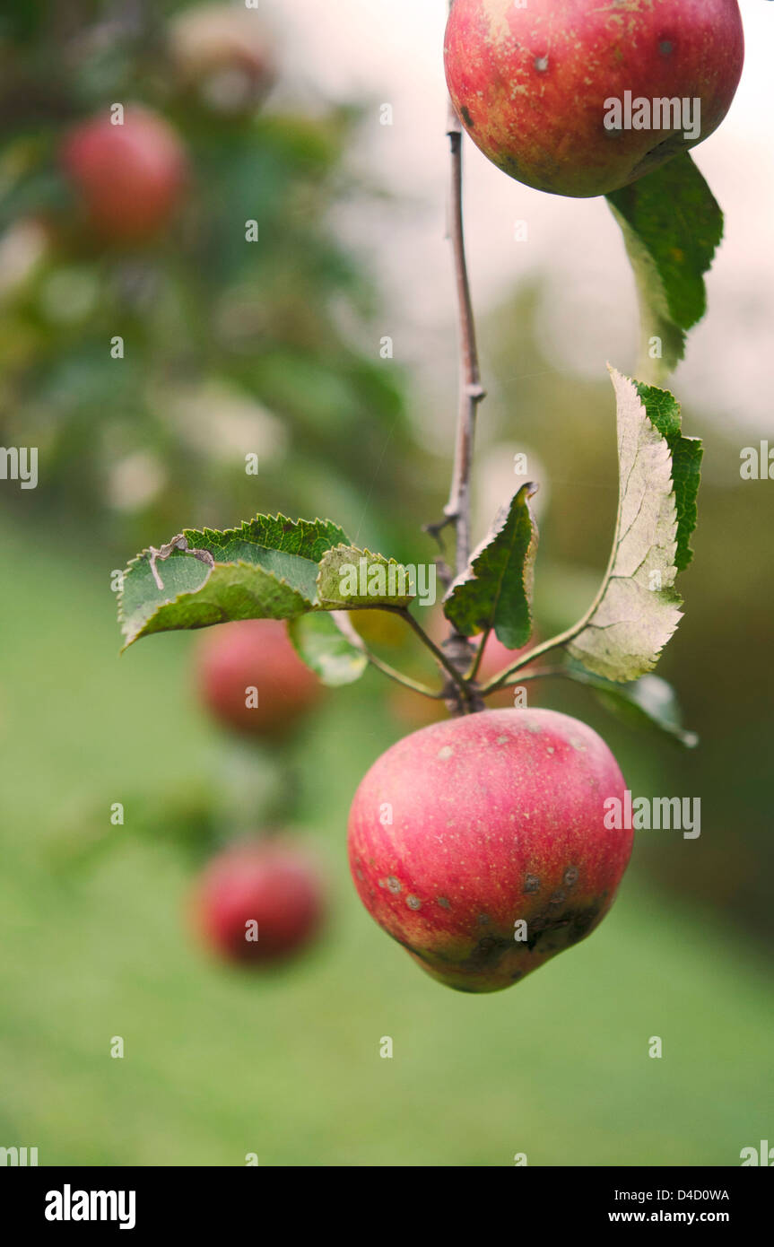 Apples on a tree, close-up Stock Photo - Alamy