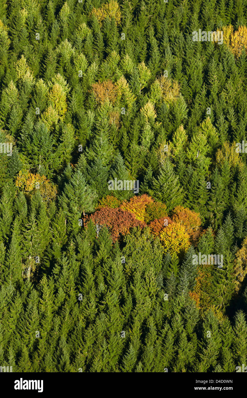 Autumnal fir forest, aerial photo Stock Photo - Alamy