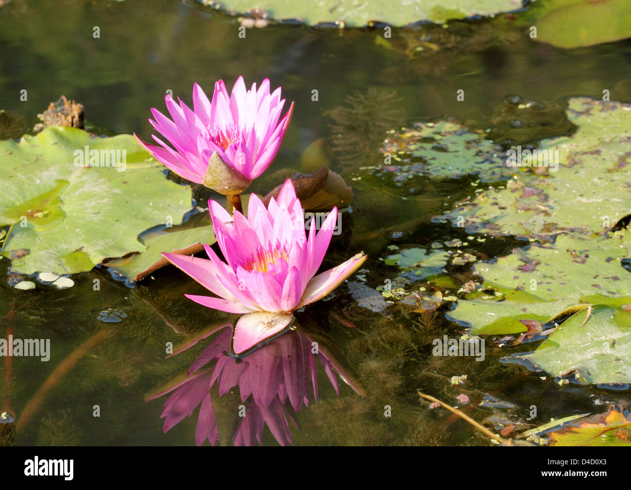 pink lotus on the river Stock Photo - Alamy