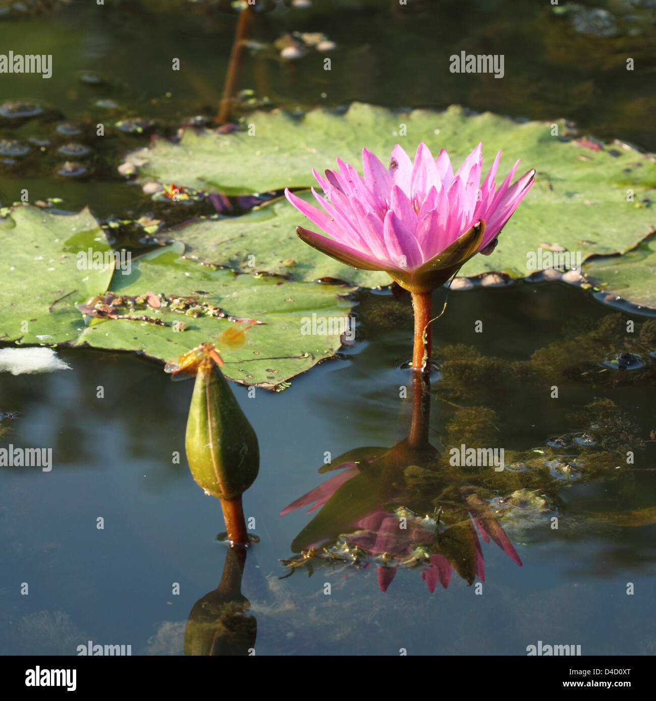pink lotus on the river Stock Photo - Alamy