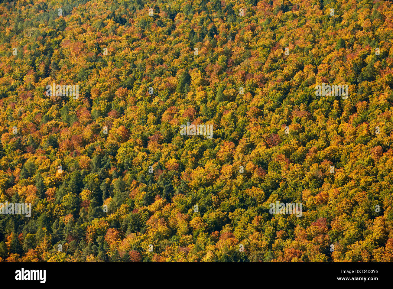 Mixed forest birds hi-res stock photography and images - Alamy