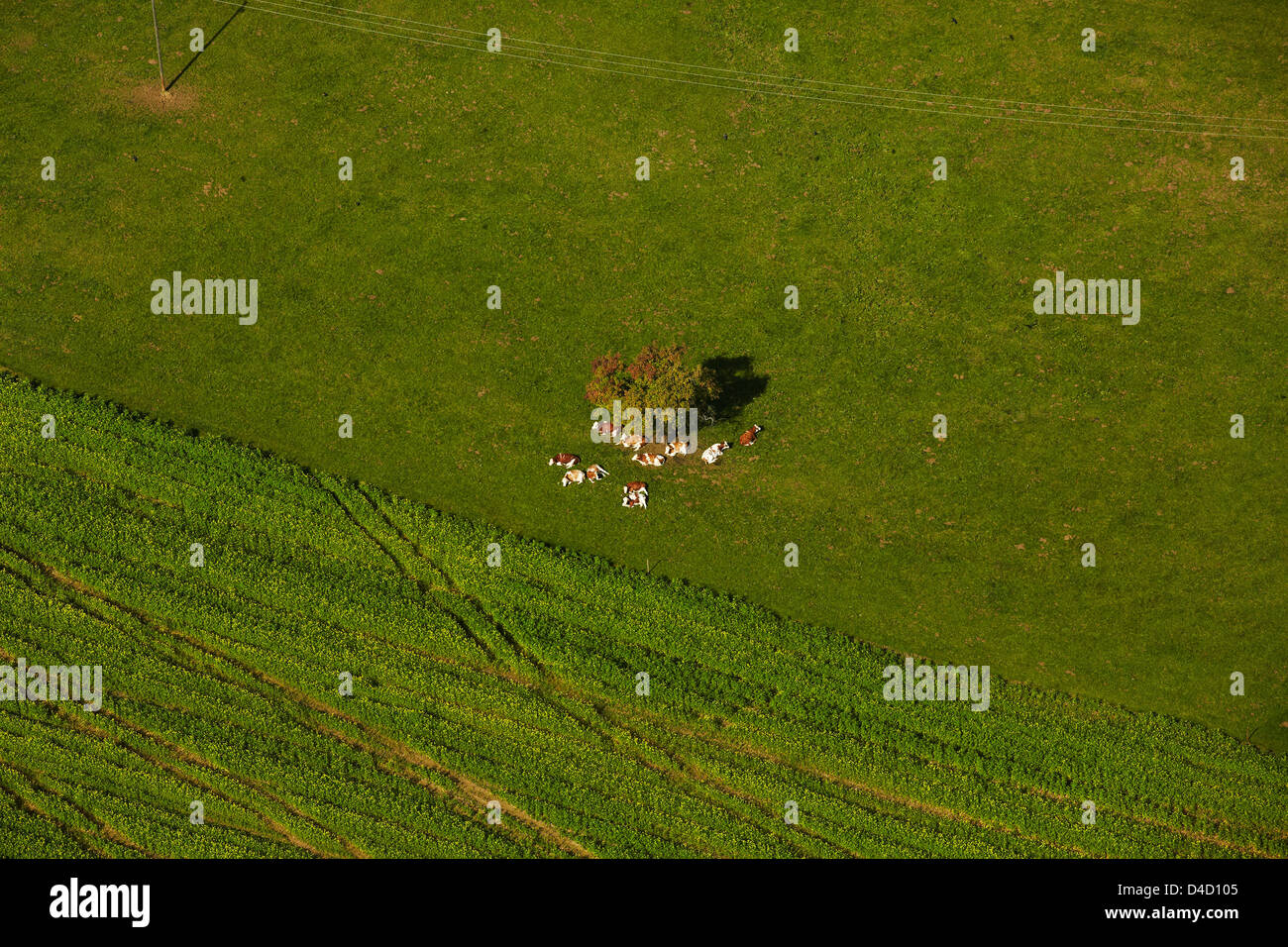 Rape field and pasture with cows, aerial photo Stock Photo - Alamy