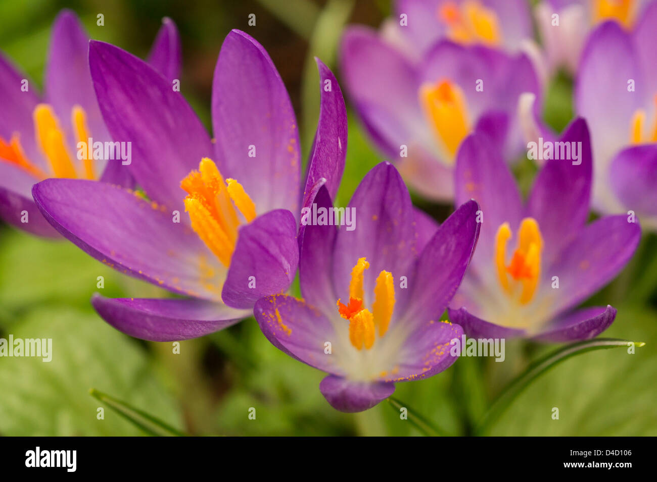 Vibrant crocus hi-res stock photography and images - Alamy