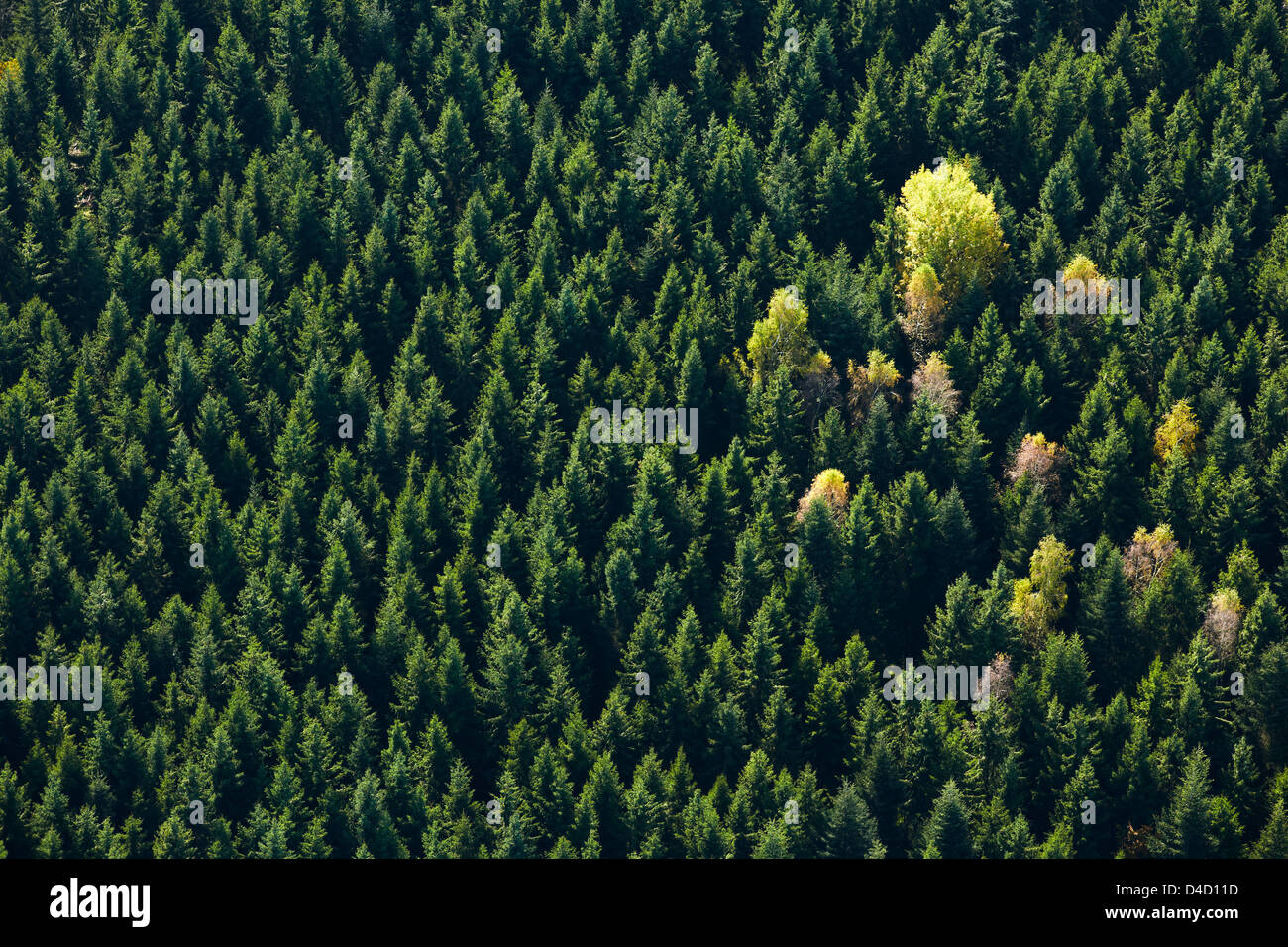 Autumnal conifer forest with some broadleaf trees, aerial photo Stock ...