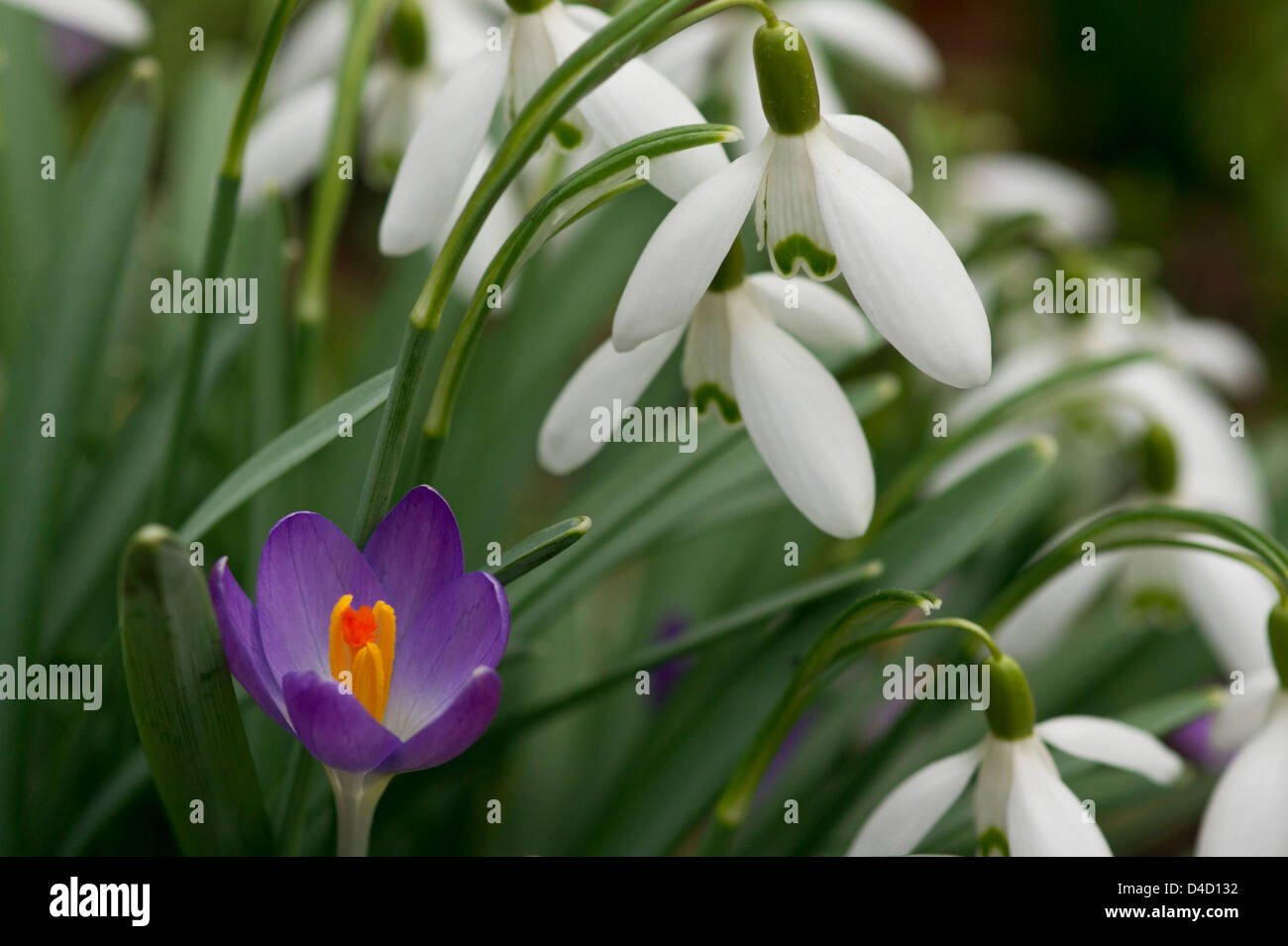 Purple snow drops hi-res stock photography and images - Alamy