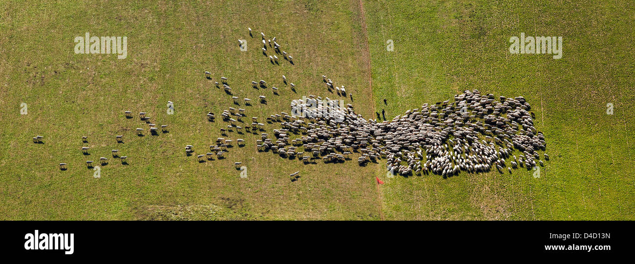 Aerial view herd sheep hi-res stock photography and images - Alamy
