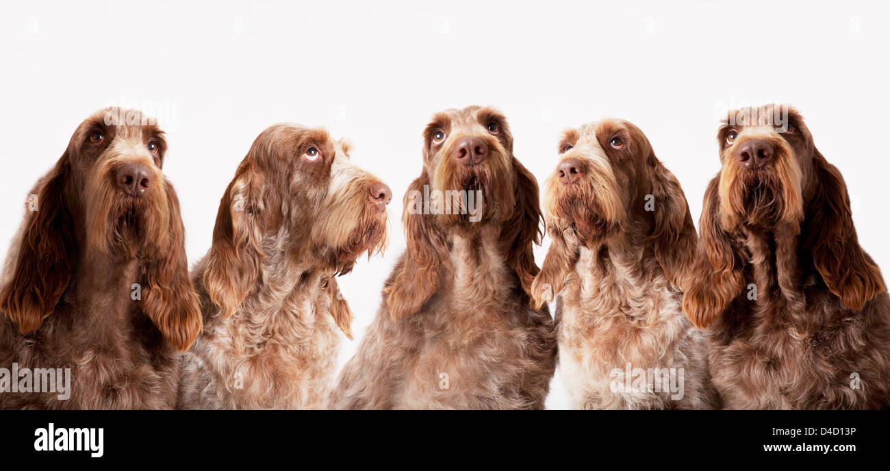Five Dogs Together High Resolution Stock Photography and Images - Alamy