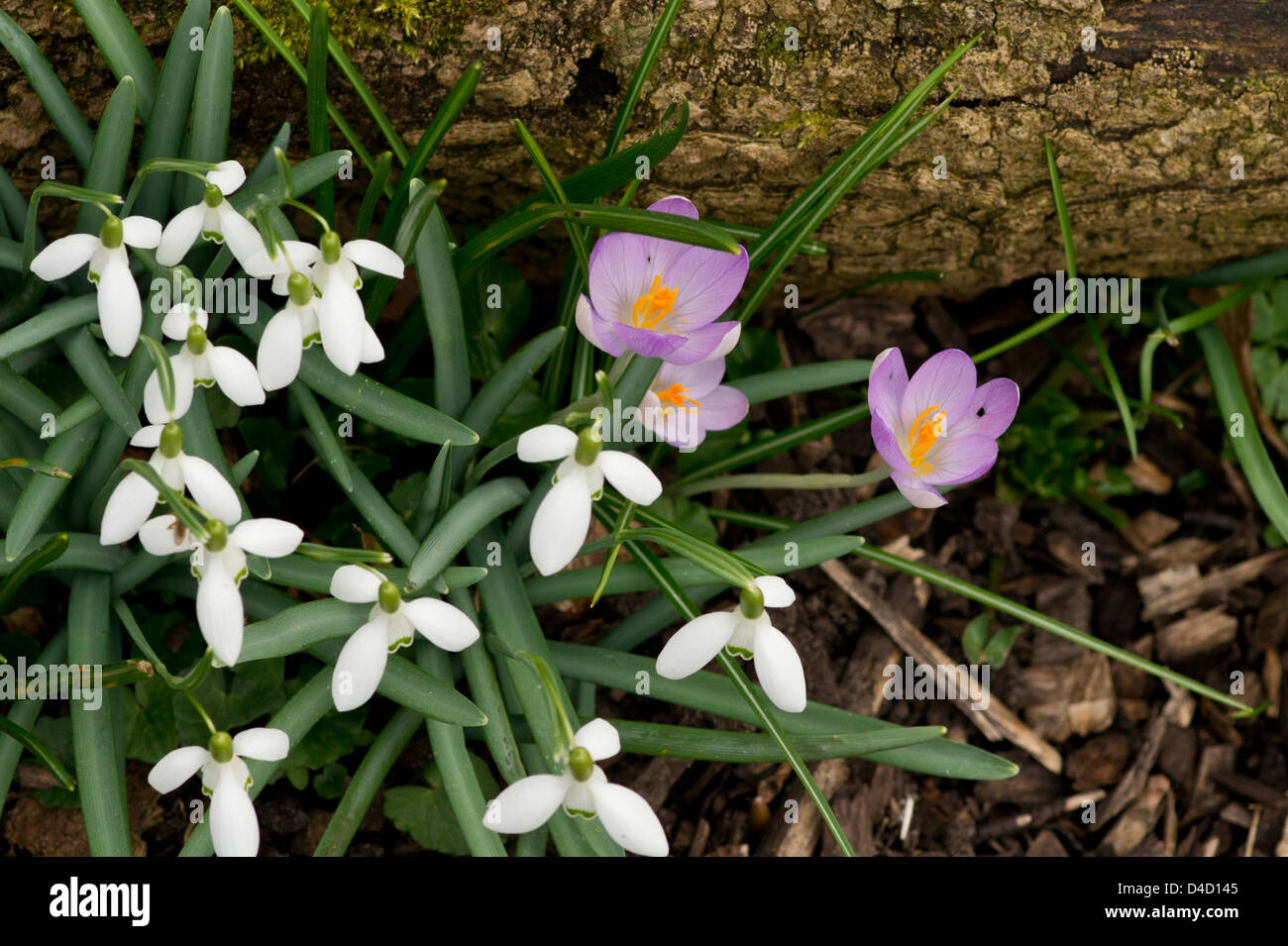 Purple snowdrops hi-res stock photography and images - Alamy