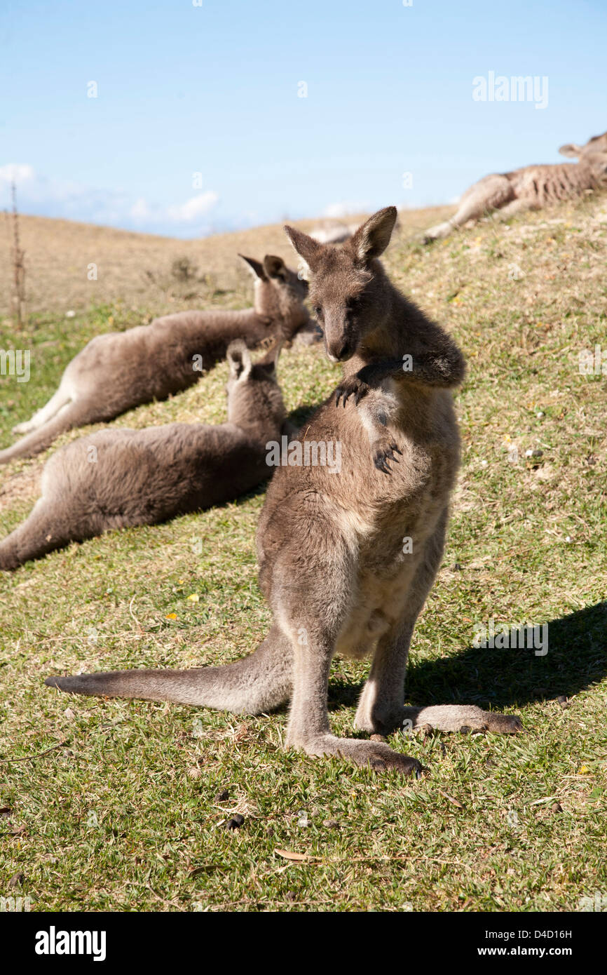 Young Eastern Grey Kangaroo scratching himself for ticks Pebbly Beach ...