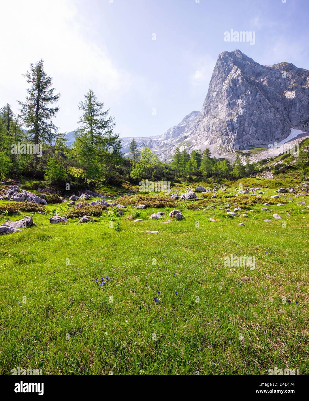 Alpine meadow with flowers and larch trees in front of the Knallstein ...