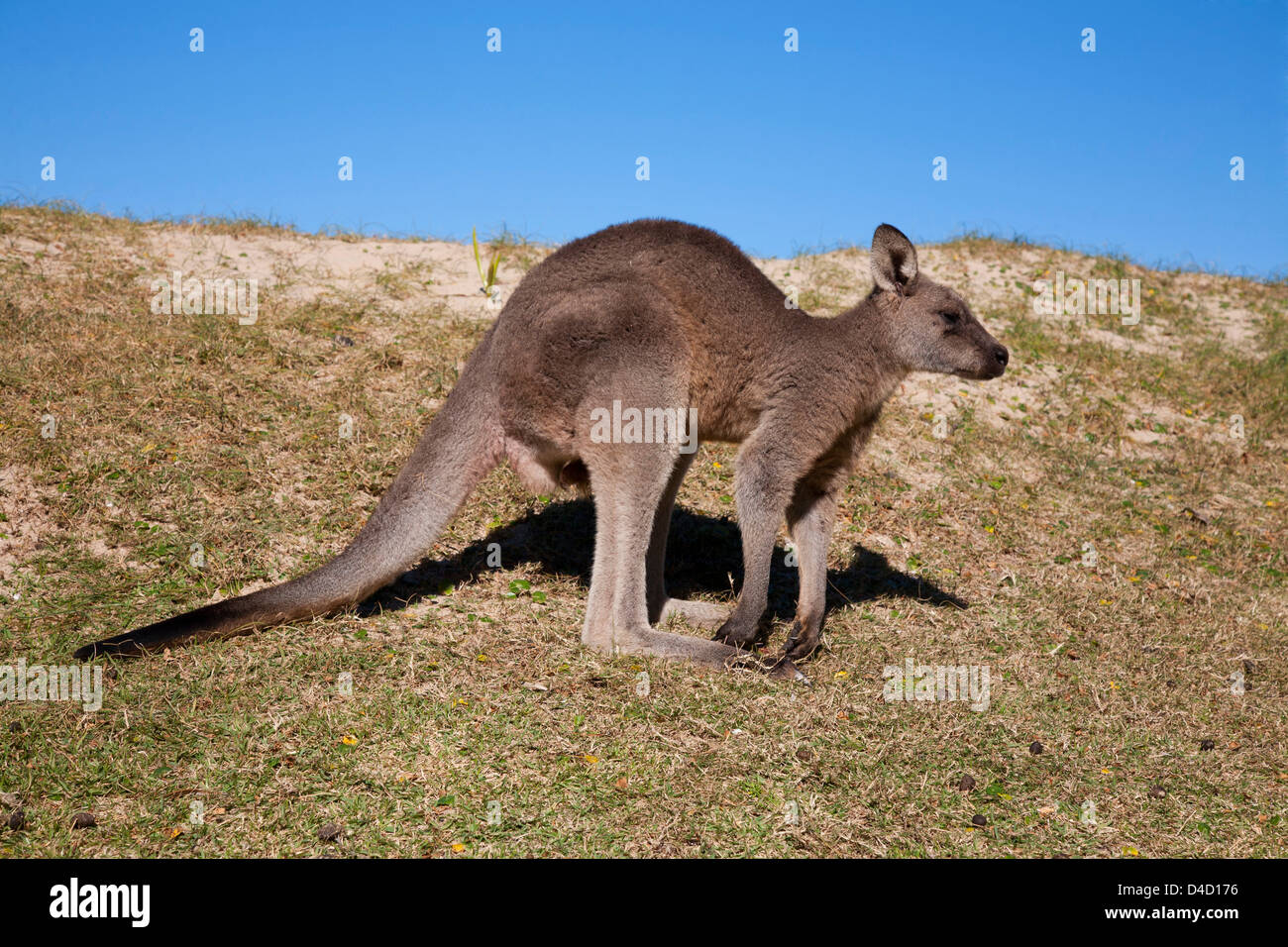 side profile of Eastern Grey Kangaroo Pebbly Beach Murramarang National ...