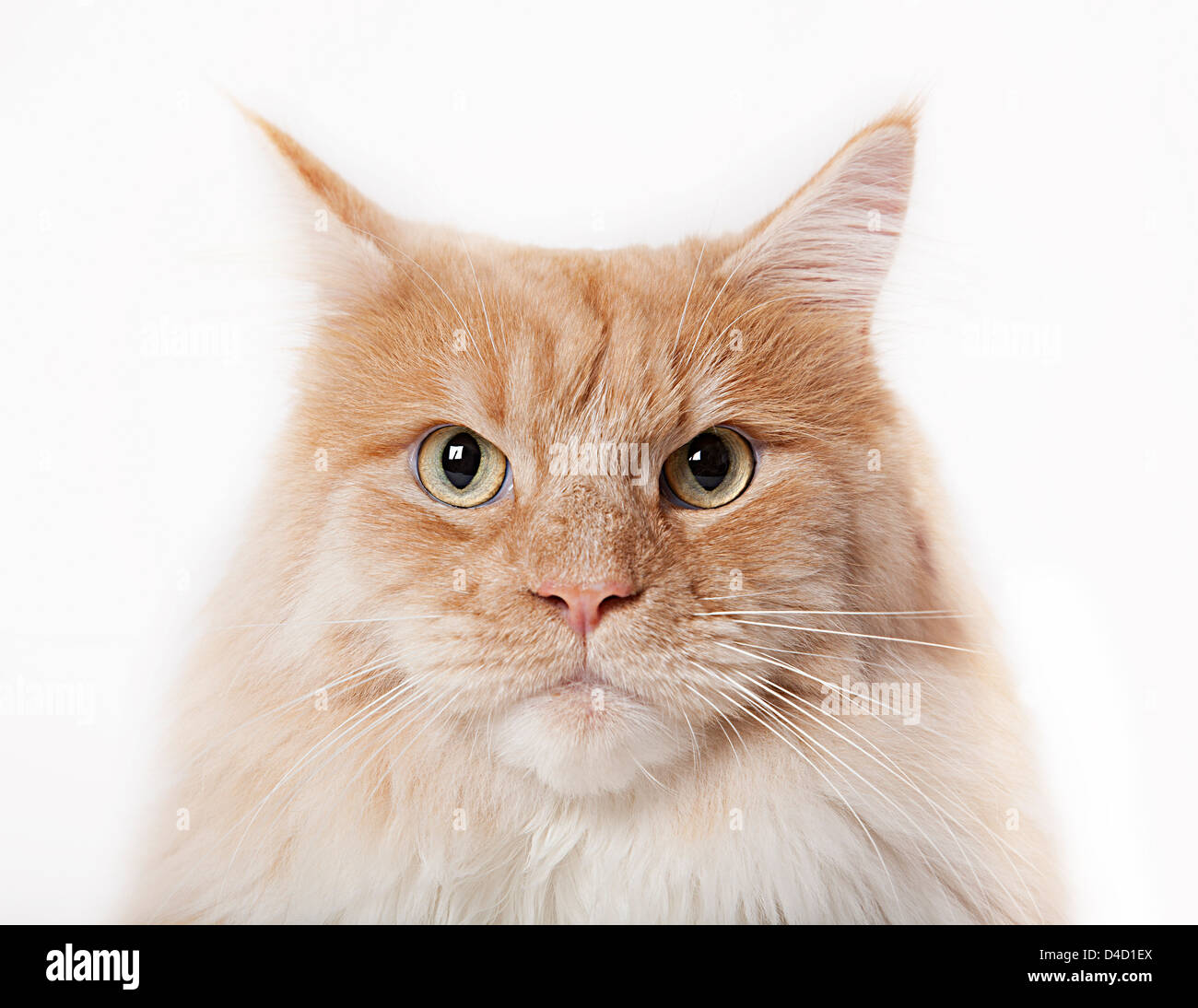 Close up of cat's face Stock Photo - Alamy