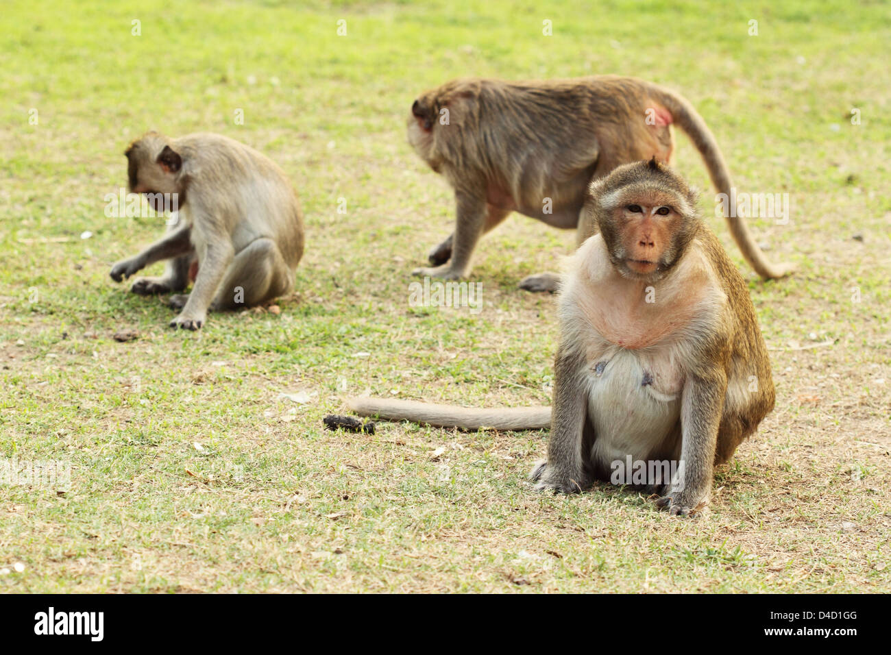 monkey resting on the grass Stock Photo - Alamy