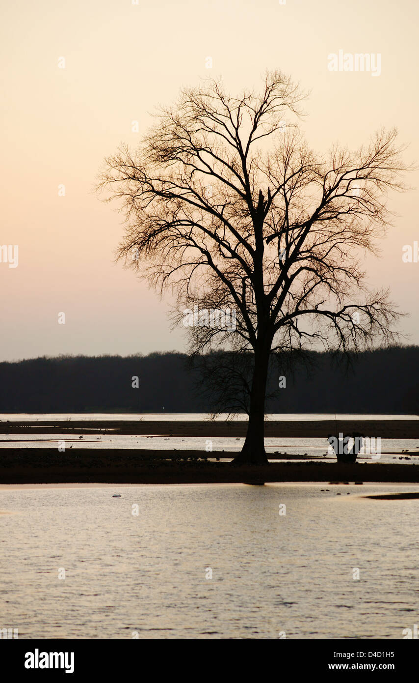 Tree at the sunset Stock Photo - Alamy