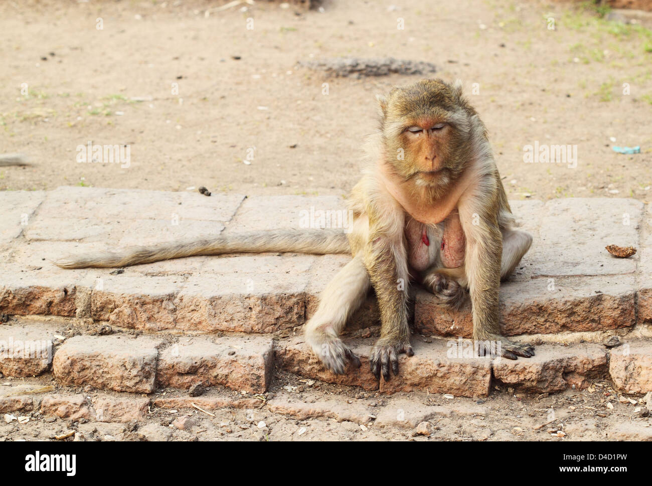 portrait of the old monkey resting Stock Photo - Alamy