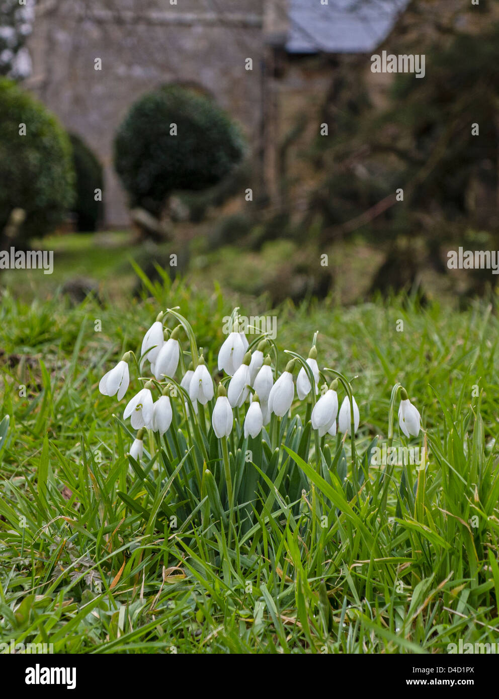 Snowdrops in country churchyard Yorkshire UK Stock Photo - Alamy