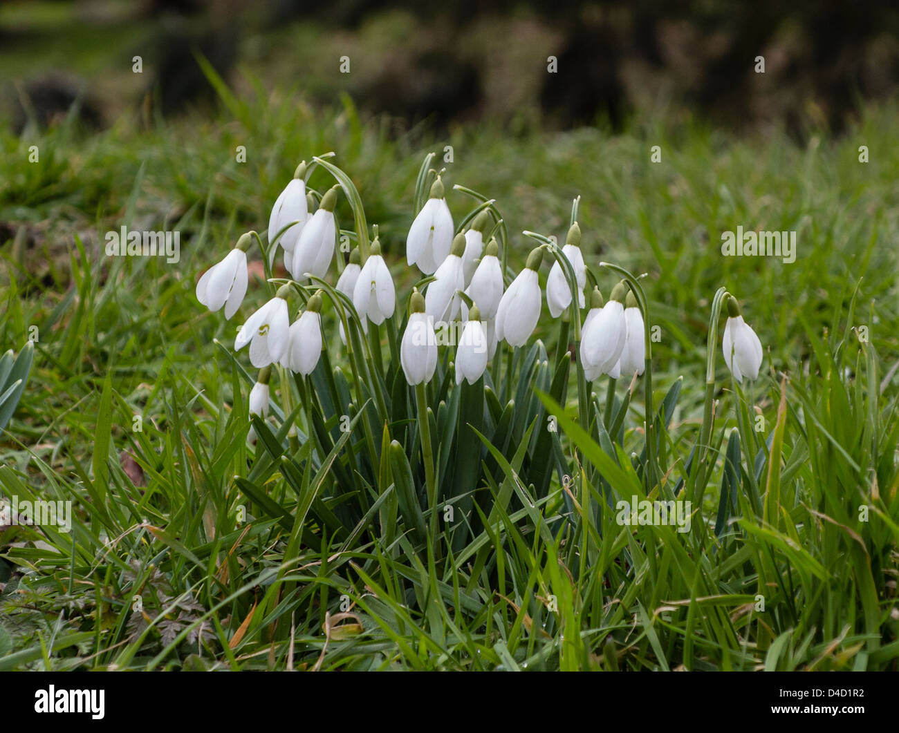 Snowdrops in country churchyard Yorkshire UK Stock Photo - Alamy